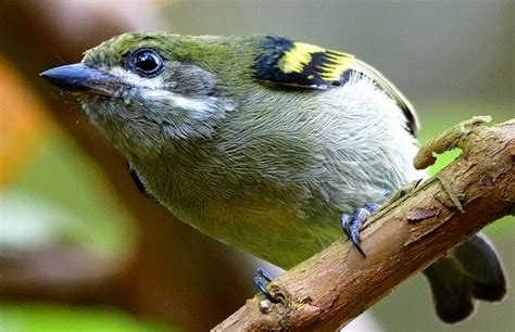 Moustached Tinkerbird