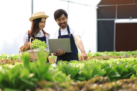 수경재배 온실에서 일하는 현대 농부는 노트북을 사용하여 건강한 식물 성장을 위해 온실의 다양한 시스템을 제어합니다 식물 성장을 분석하기 위한 현대 농업 기술 25 29세에
