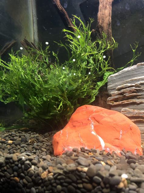 Crested Microsorum Bare Root Windelov Java Fern Au