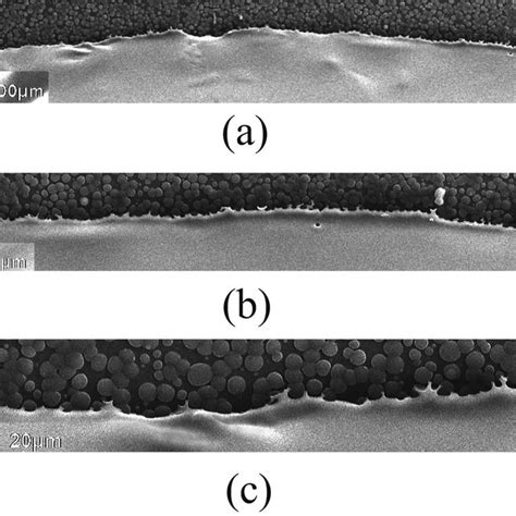 SEM images of samples a SEM image of PC surface scale bar is μm Download Scientific