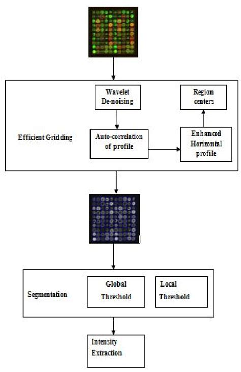 Figure 11 From Efficient Gridding And Segmentation For Microarray