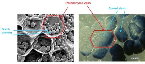 Potato Cells Under Microscope 6 Cell Structure Laboratory Manual For