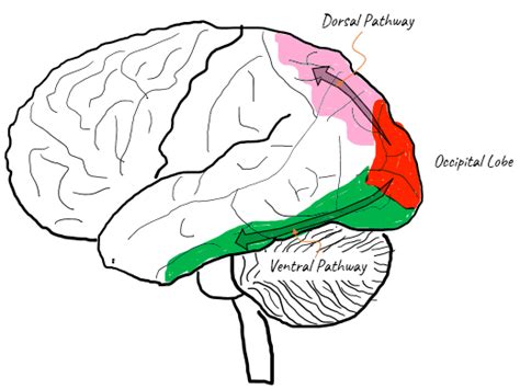 Ventral And Dorsal Stream