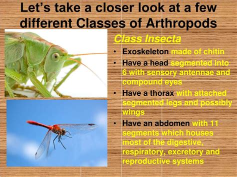 Ppt Phylum Arthro Poda Jointed” Foot” Powerpoint Presentation Id