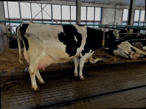 object detection object detection dataset by breed identification model