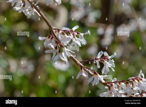 Abeliophyllum Abeliophyllum Distichum Foerster Garten Federal Republic Of Germany Stock