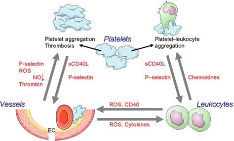 Effects Of P2y12 Receptor Antagonists Beyond Platelet Inhibition