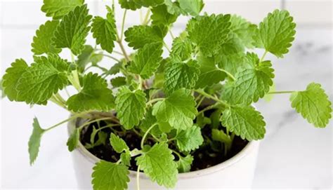 How To Sow White Flower Catnip Seeds Welldales