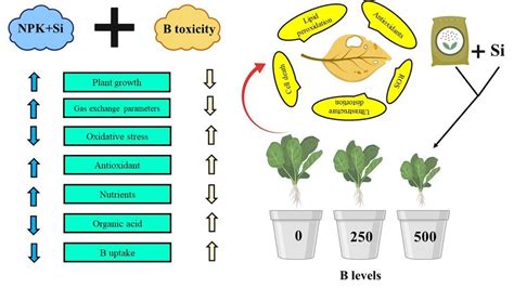Effect Of Individual And Combined Application Of Npk And Si On Plant