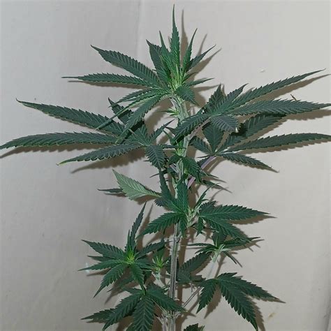 Tahoe Og Kush International Cannagraphic Magazine Forums