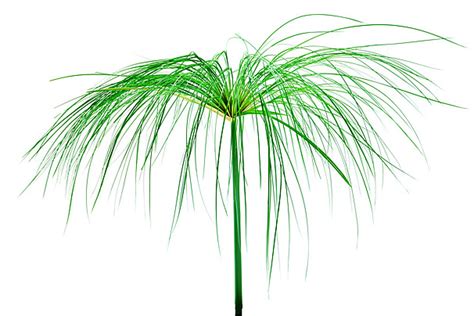 Egyptian Papyrus Cyperus Papyrus L Wetland Nobody Cyperaceae Photo