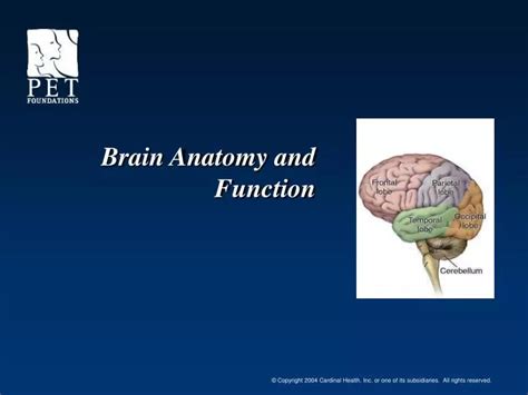 PPT Brain Anatomy And Function PowerPoint Presentation Free Download ID