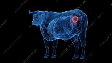 Cows Bladder Illustration Stock Image F0384080 Science Photo
