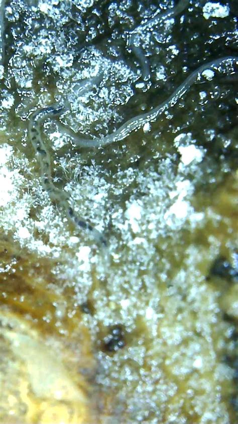 What Are These Worms In My Tree Frog Vivarium I Have A Whites Tree Frog Vivarium And I Decided