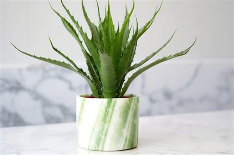 Premium Photo A Potted Aloe Vera Plant On A Marble Surface