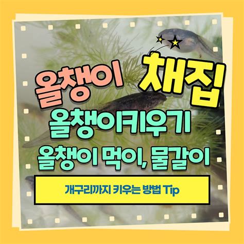 집에서 아이랑 올챙이 키우기 먹이 물갈이