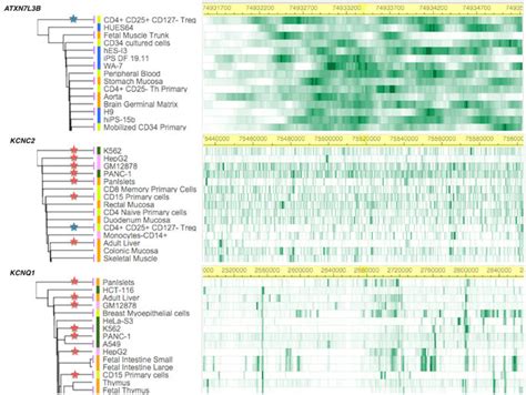 Epigenetic Functional Annotations Using Tissue Specific Hierarchical