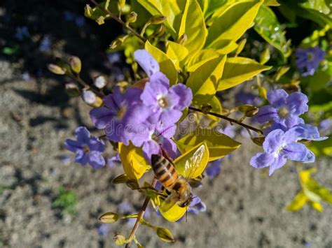 Bee Smelling The Flowers In The Garden Trying To Get Honey Incredible