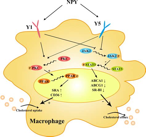 neuropeptide y regulates cholesterol uptake and efflux in macrophages