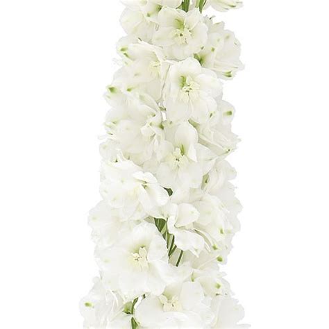 Delphinium Dewi Anastasia 90cm Wholesale Dutch Flowers And Florist Supplies Uk