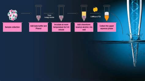 Rna Organic Extraction Pdf