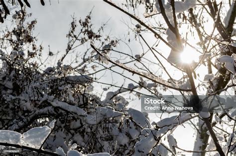 일년 중 아름다운 시기에 겨울에 는 무성한 눈 층 아래 나뭇잎이없는 벌거 벗은 나무와 나무의 가지 이후 자연의 냉각 보기 0명에 대한 스톡 사진 및 기타 이미지 Istock