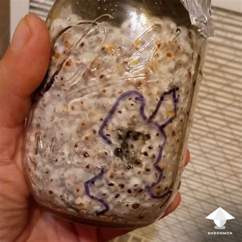 Green Mold Contamination Aka Trichoderma