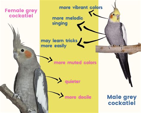 Cockatiel Colours In 2024 Cockatiel Male Vs Female Pet Birds