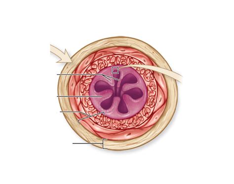 Layers Of Ureters Quiz