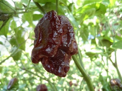 Mutant X Pepper Seeds Super Hot Chiles