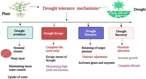 Frontiers Improving Drought Stress Tolerance In Ramie Boehmeria