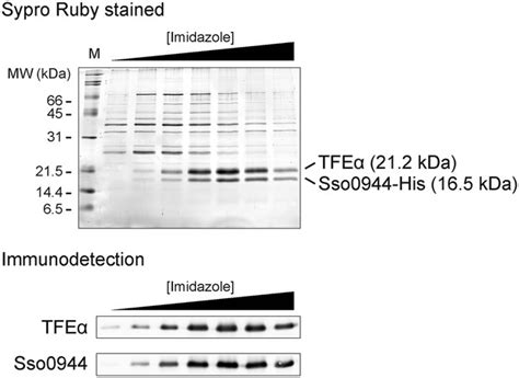 Figures And Data In Archaeal Tfeαβ Is A Hybrid Of Tfiie And The Rna