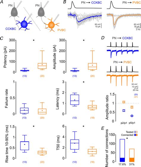 Synaptic Communication Within The Microcircuits Of Pyramidal Neurons And Basket Cells In The