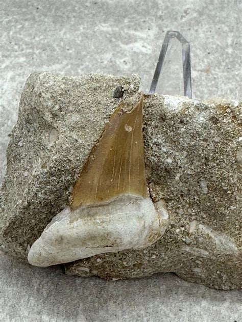 Otodus Tooth On Matrix