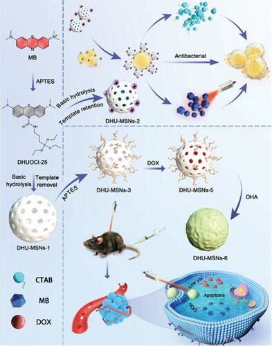 使用共价改性介孔二氧化硅构建可活化光敏剂 Advanced Science X Mol