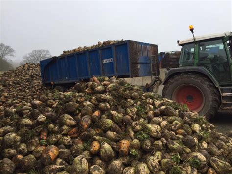 Estimating Fodder Beet Yield Notman Pasture Seeds Australia