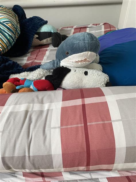 He chilling : r/BLAHAJ