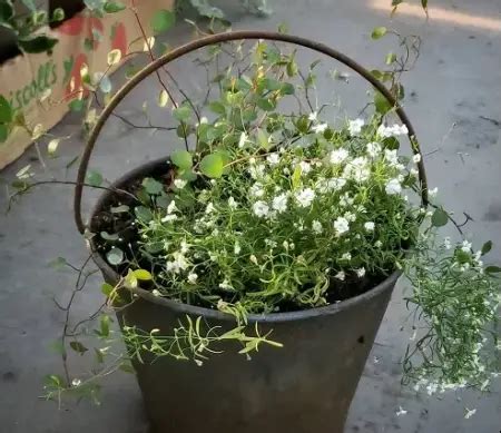 25 Different Types Of Vines With White Flowers With Pictures