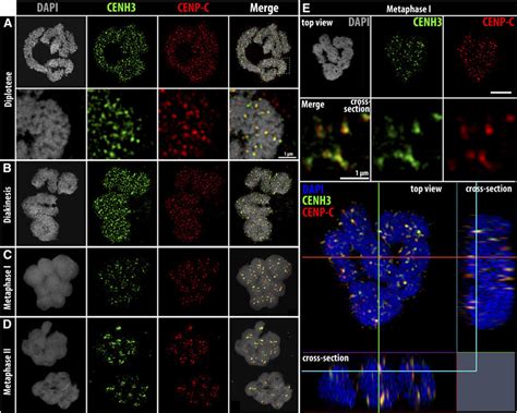 Distribution Of Cenh3 And Cenp C During Different Meiotic Stages A Download Scientific