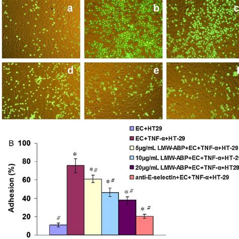 The Effect Of Lmw Abp On The Tnf ␣ Induced Adhesion Of Ht 29 Cells To Download Scientific
