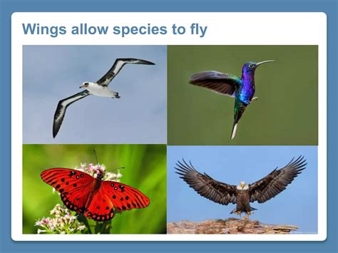 Form Fits Function Pptx