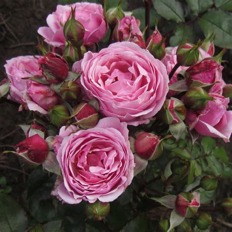 Lovely Sister Rose