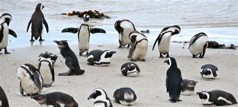 Definitive Guide To African Penguin Facts Habitat Conservation Status