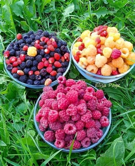 رازی چی سرہ یو شو