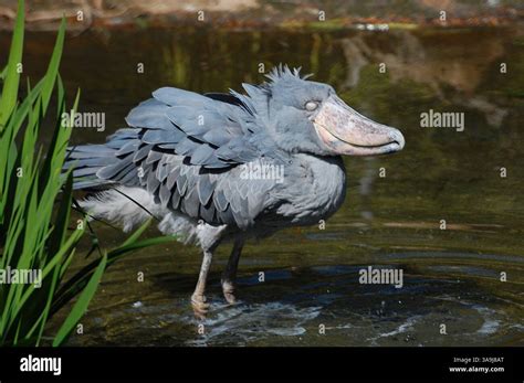Shoebill Stork At The San Diego Zoo Safari Park California