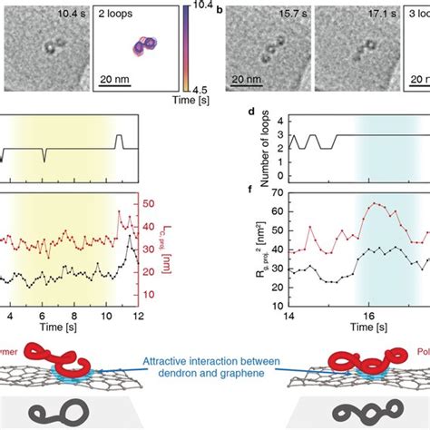 Restricted Conformational Dynamics Of A Single Polymer Chain Ab Tem Download Scientific
