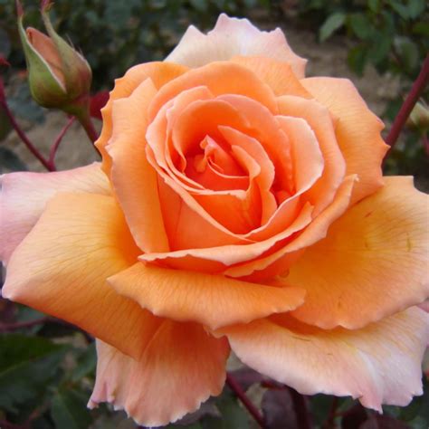 Rose Just Joey Lushingtons