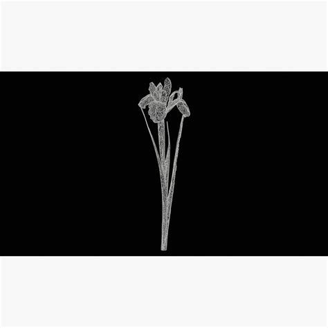 Spanish Iris Small Bulbous Rooted Iris Iris Xiphium 3d Model Download Flowers On