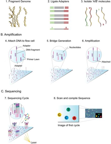 Figure 11 From Application Of Next Generation Sequencing For Comparative Transcriptome Analysis