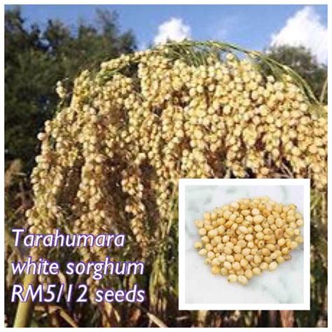 Biji Benih Sorghum Sekoi Shopee Malaysia